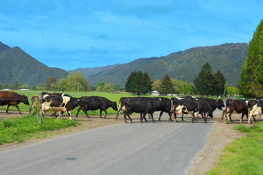 Fonterra Farm Source deal for dairy farmers | Genesis NZ