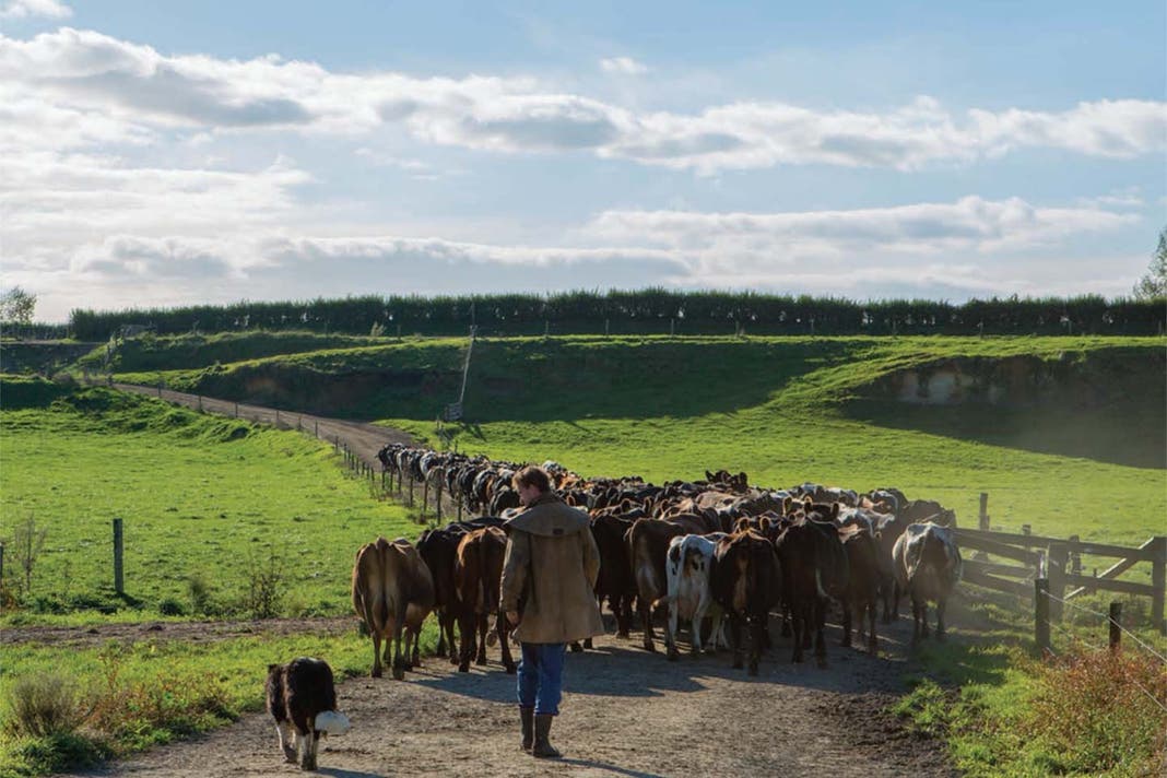 Fonterra Farm Source deal for dairy farmers | Genesis NZ