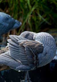 Whio Forever - protecting nature so whio thrive