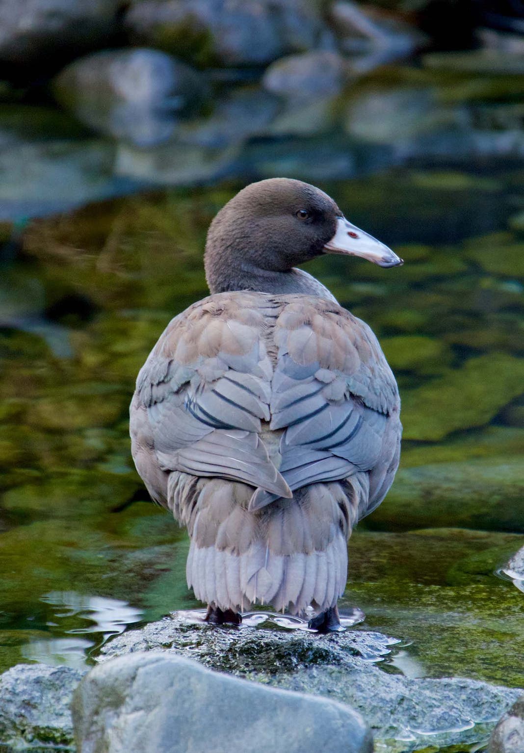 Energy Sustainability at Genesis | Genesis NZ