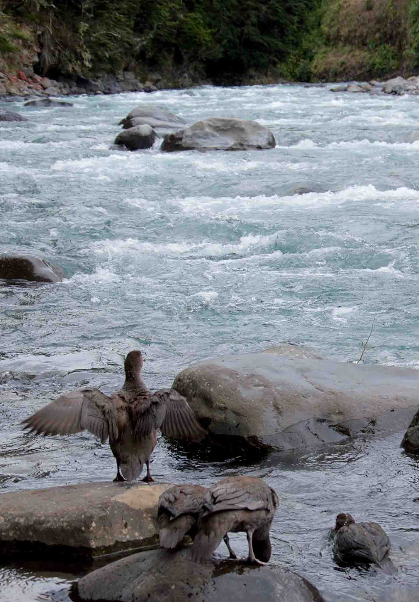 Whio on rocks on river